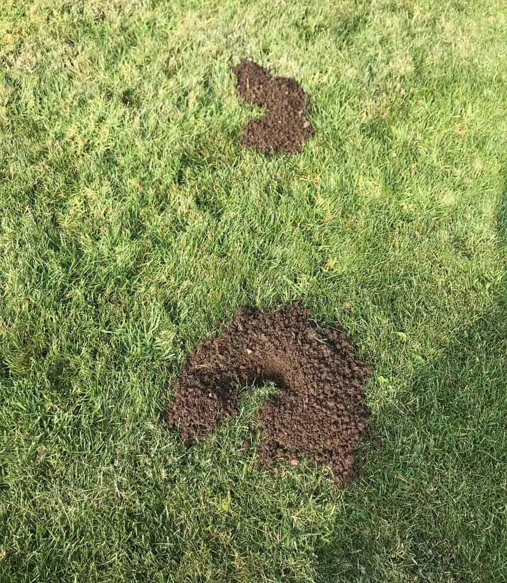Voles, Moles, and Gophers: Key Differences | Gopher Team