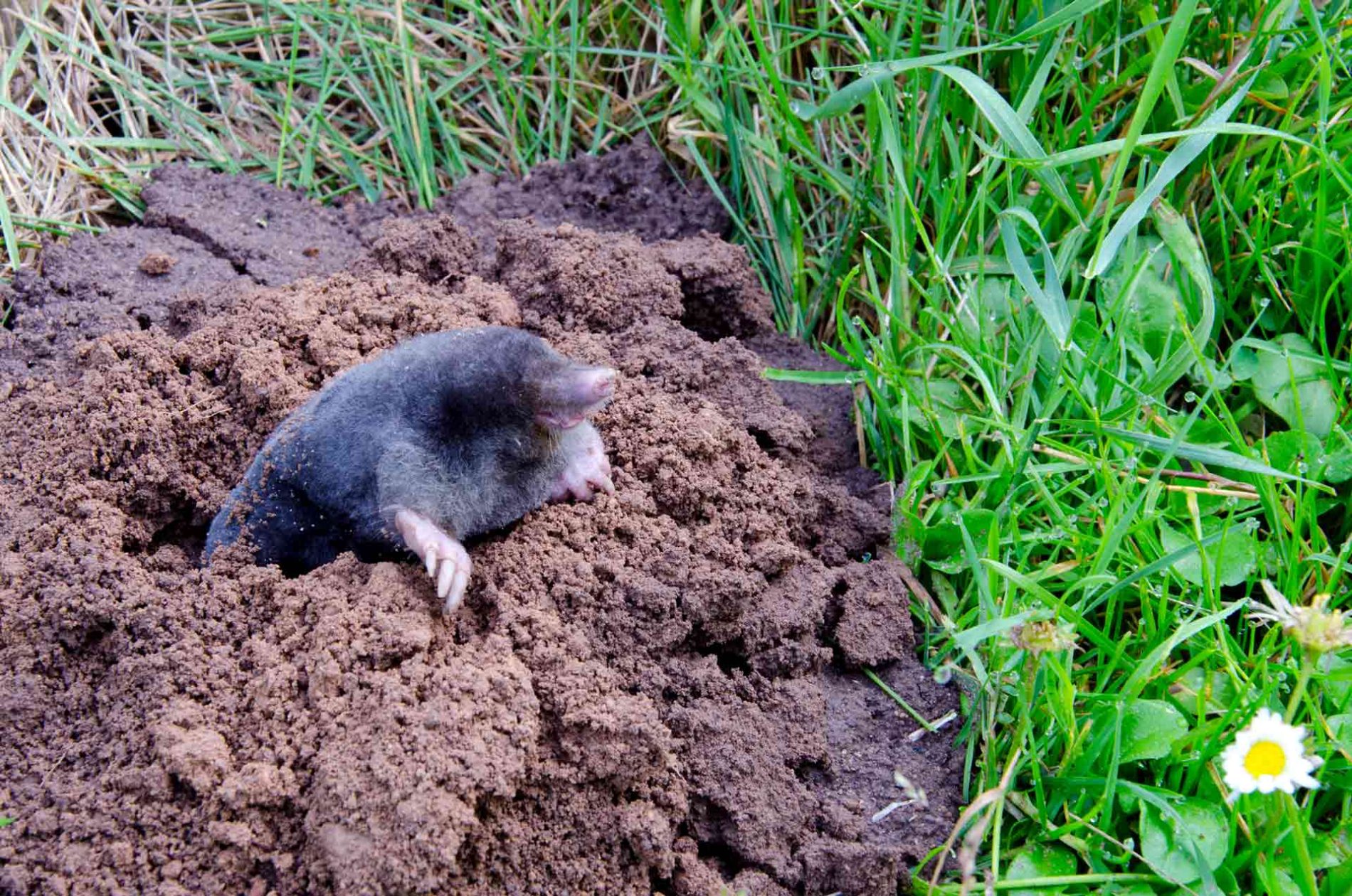 Common Signs of Moles – What to Look For | Gopher Team